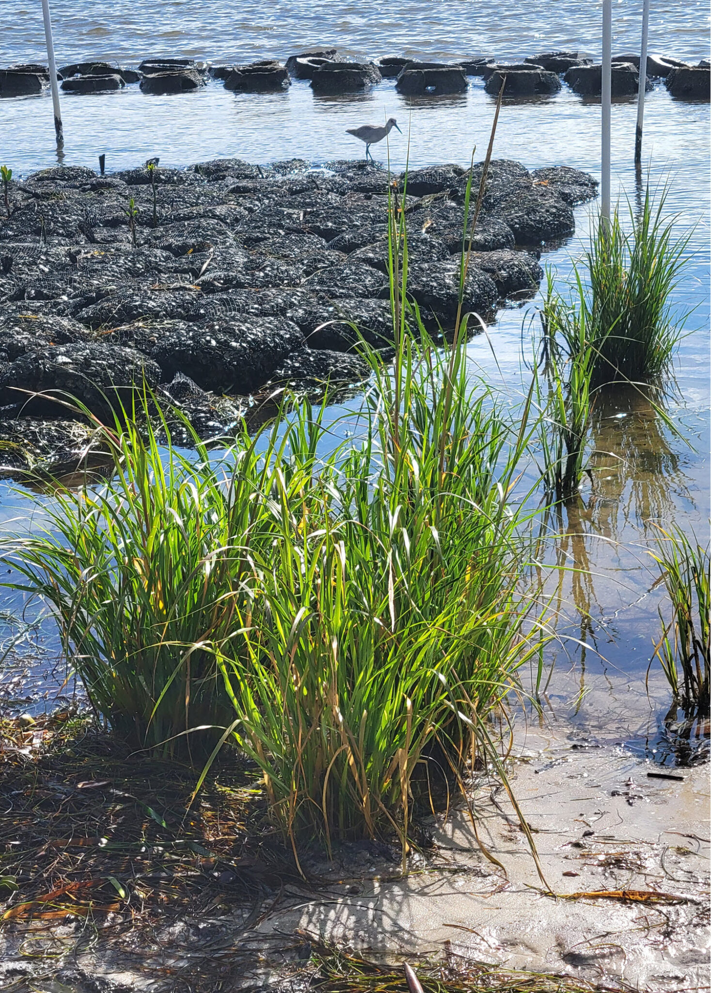 Living Shoreline Restoration Project Continues at Lassing Park - Old ...